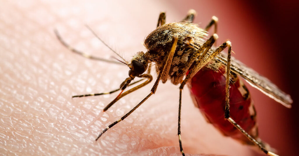 Genetically Modified Mosquitoes | East End Tick Control
